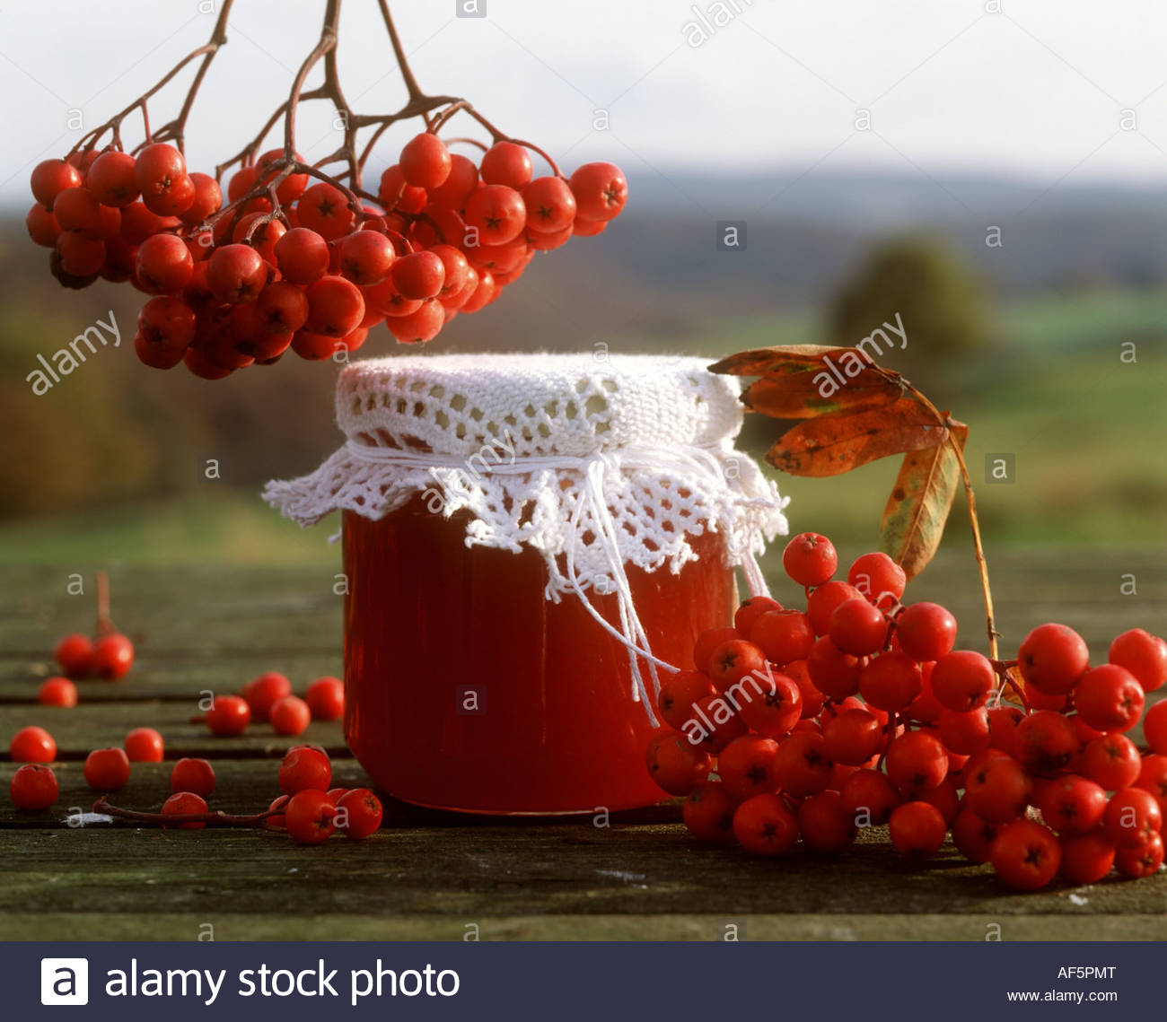 rowan-berry-jam-and-rowan-berries-mountain-ash-fruits-AF5PMT.jpg (1300× ...