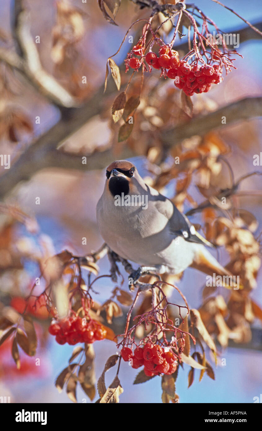 A Cedar Waxwing bird Stock Photo - Alamy