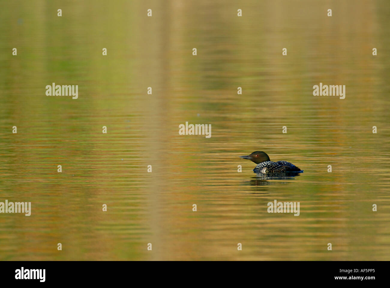 A Common Loon Stock Photo - Alamy