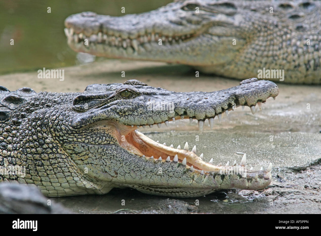 Crocs leather hi-res stock photography and images - Alamy