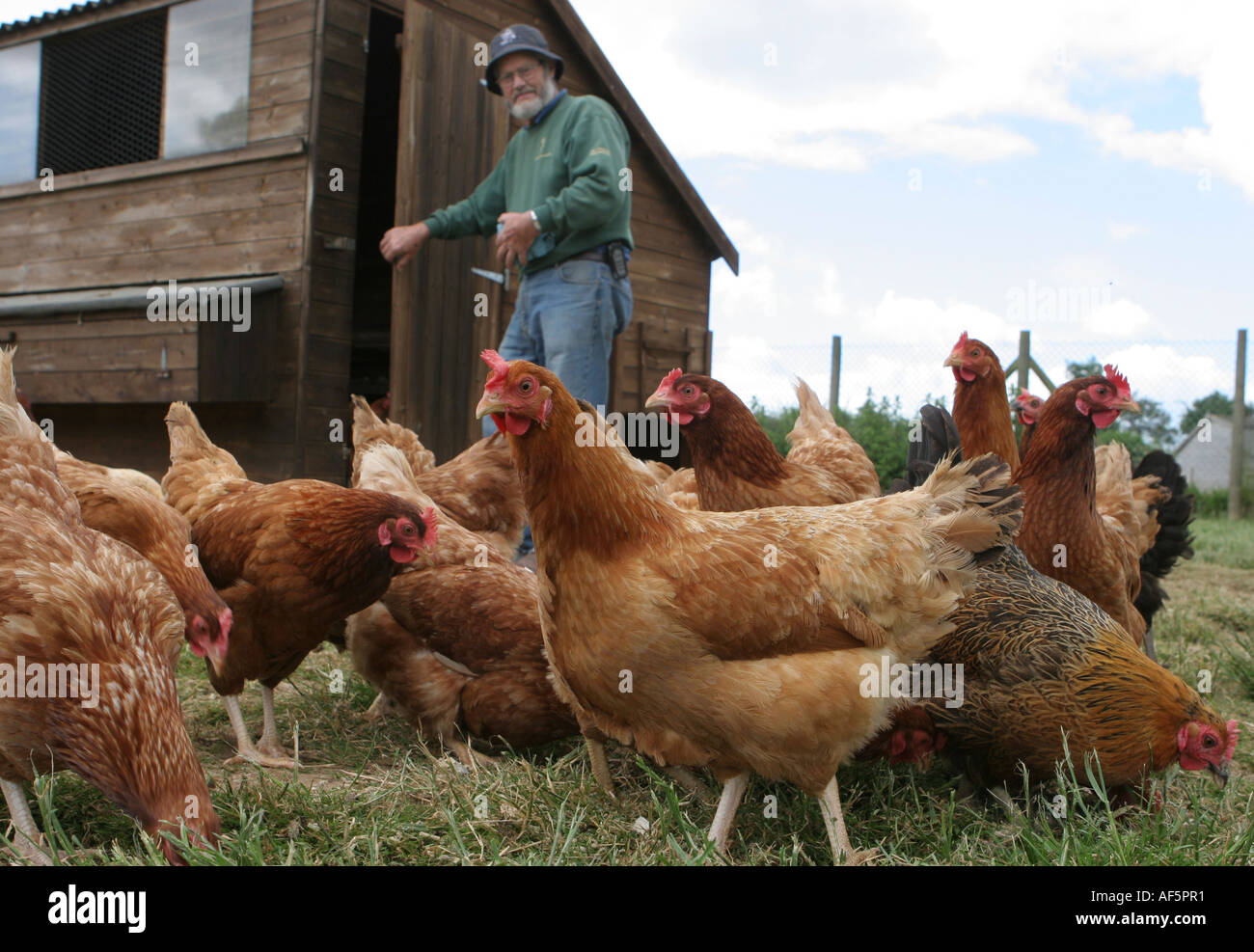 Farm chickens in open air hi-res stock photography and images - Alamy