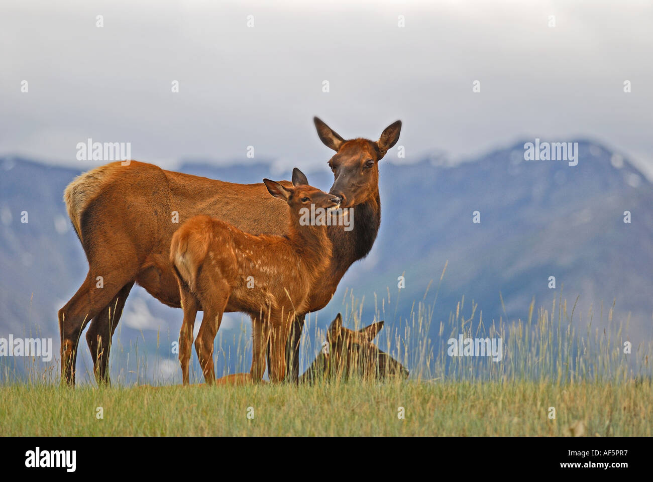 Elk mother and calf Stock Photo - Alamy