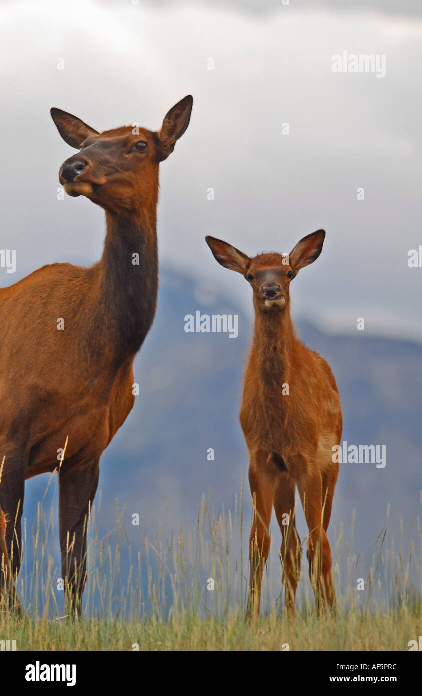 Elk mother and calf 12 Stock Photo - Alamy