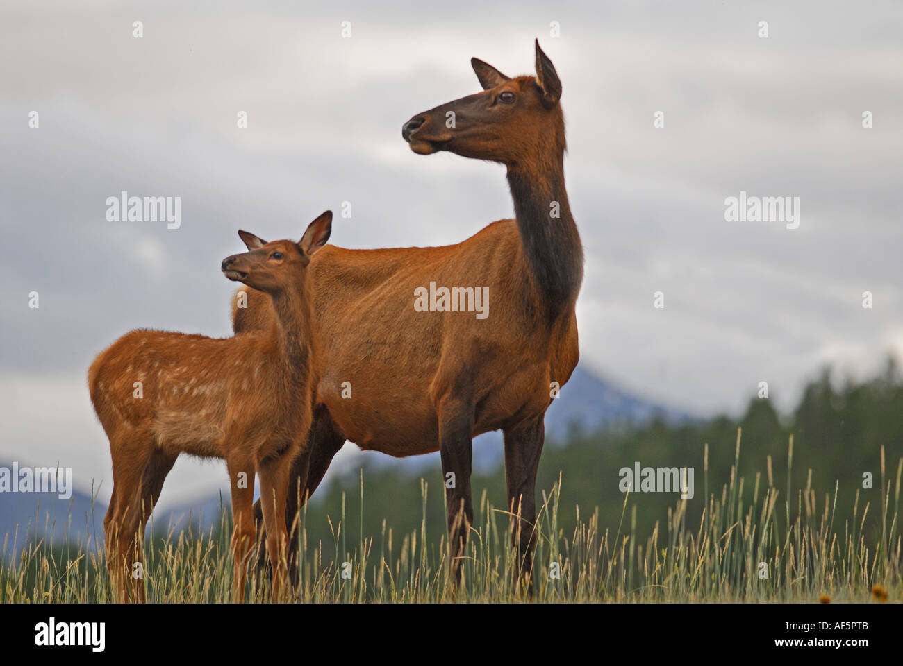 Elk mother and calf portrait habitat Stock Photo - Alamy