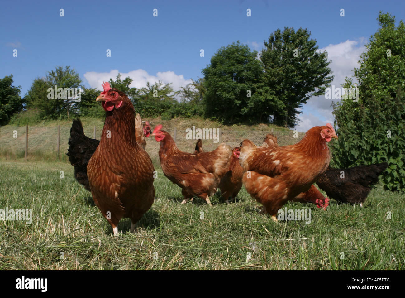 Free range chickens at an organic farm in Kent Stock Photo - Alamy