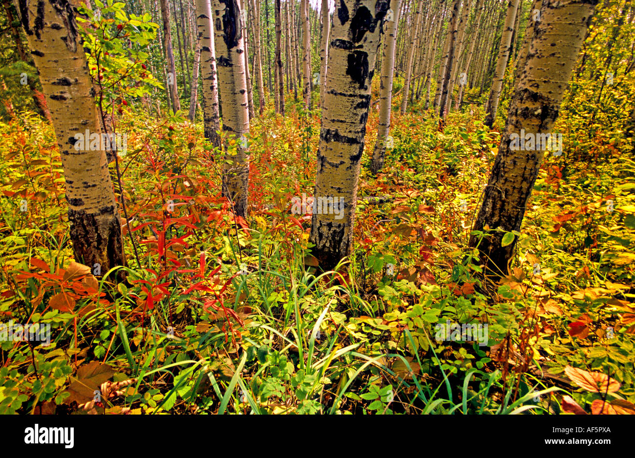 Forest floor vegetation hi-res stock photography and images - Alamy