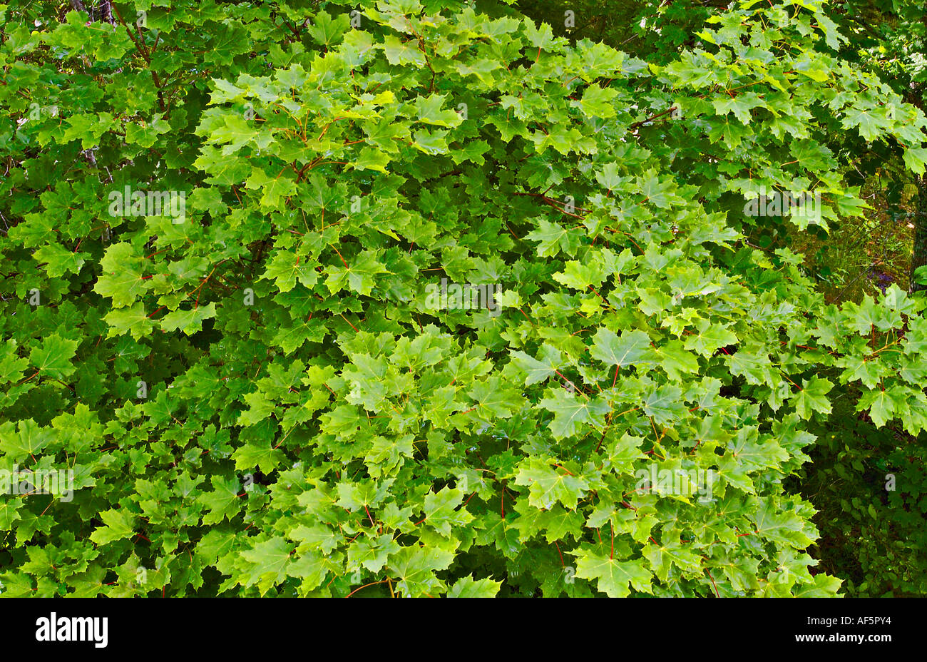 Sugar maple forest summer hi-res stock photography and images - Alamy