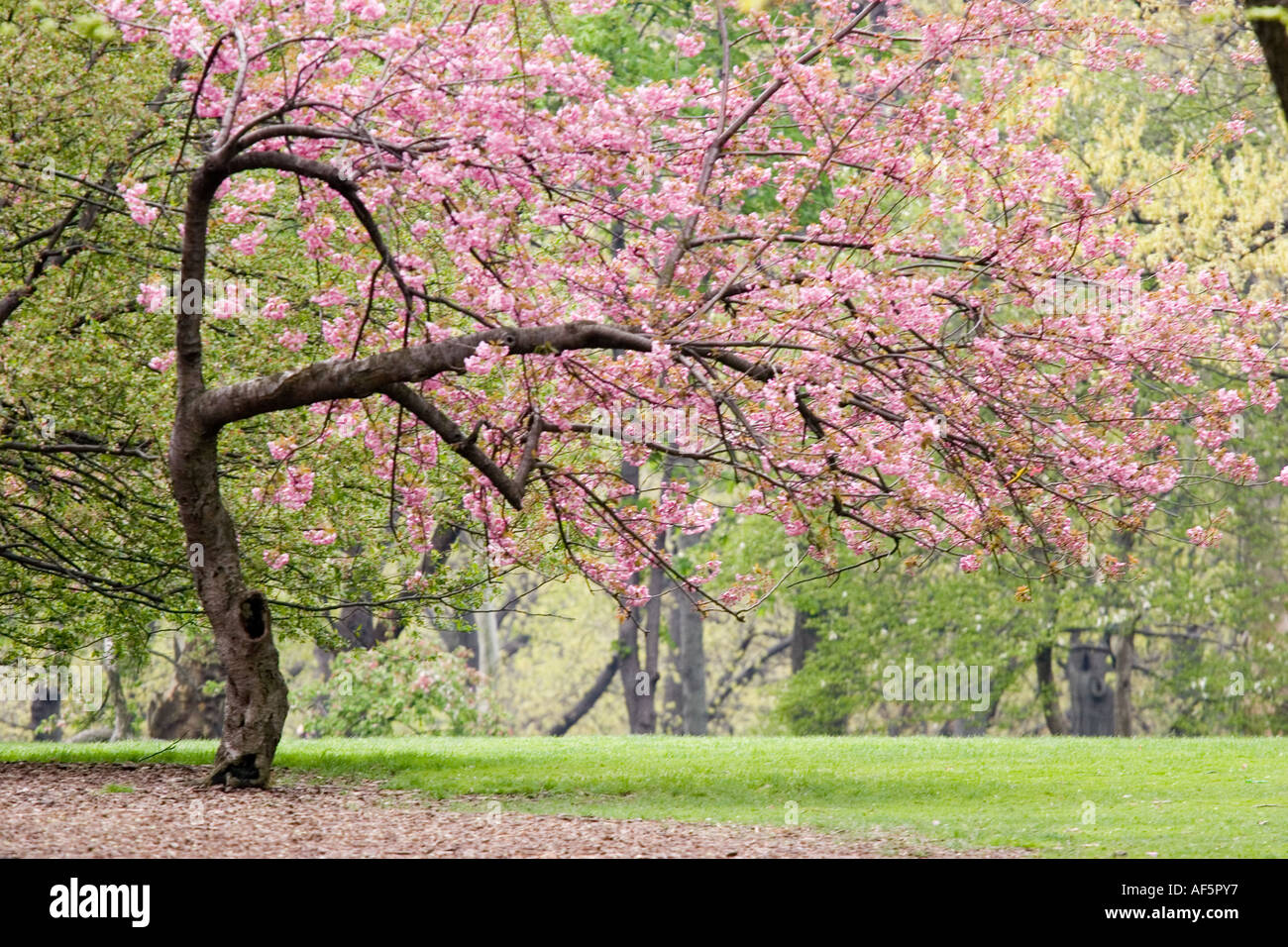 Japanese cherry tree Stock Photo - Alamy