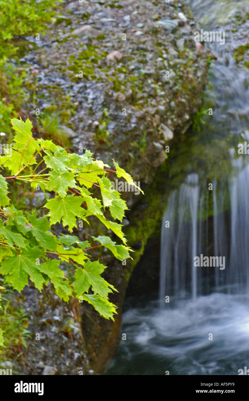 Green Maple Leaves and waterfall Stock Photo - Alamy