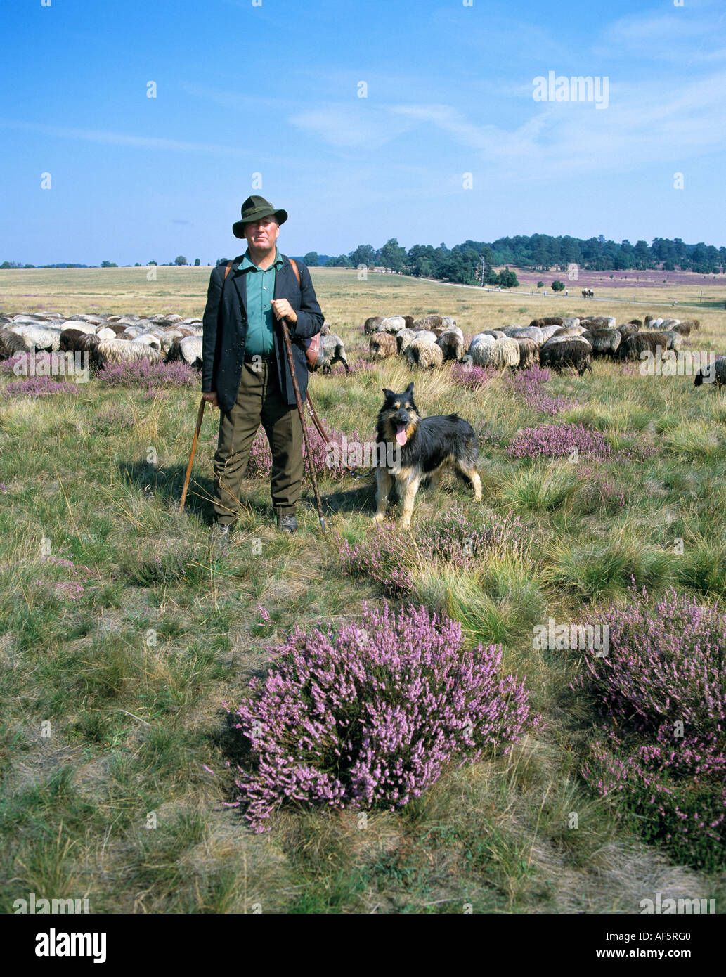 D-Bispingen, Bispingen-Haverbeck, nature reserve Lueneburg Heath, Lower ...