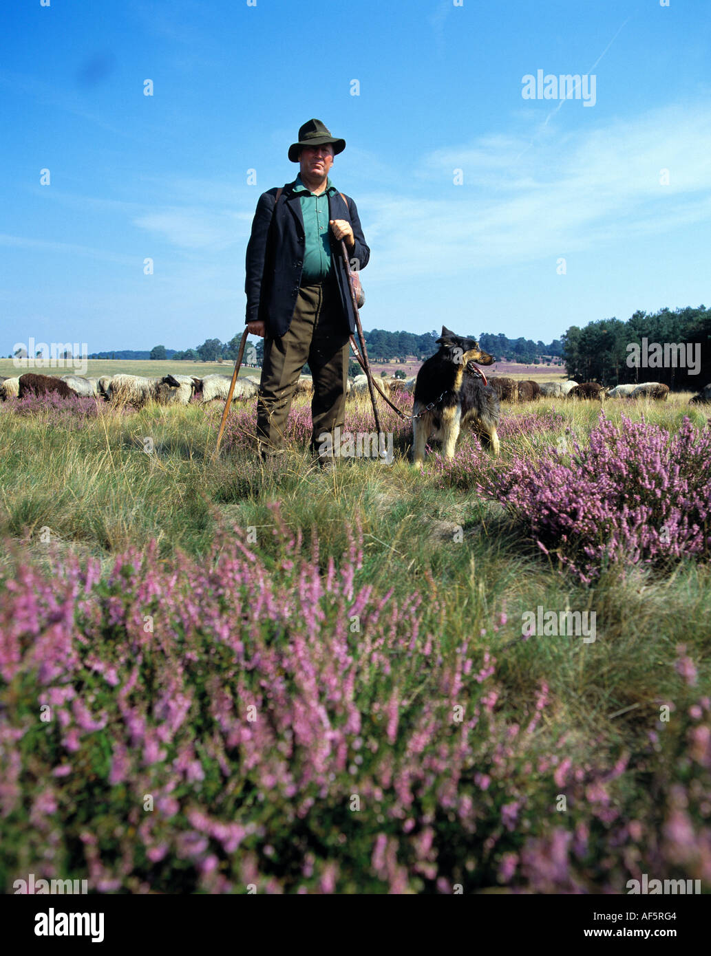 D-Bispingen, Bispingen-Haverbeck, nature reserve Lueneburg Heath, Lower ...