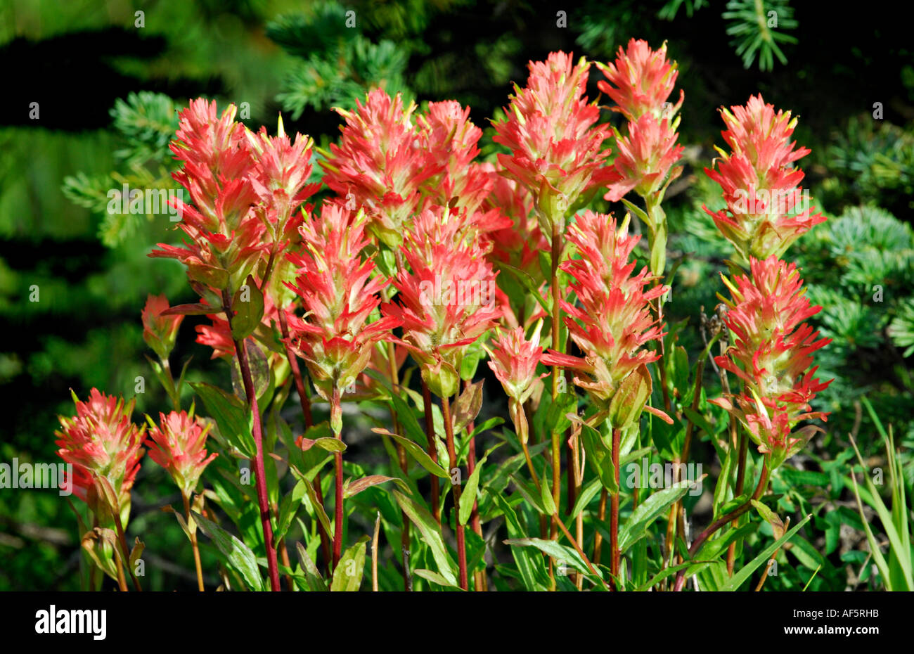 Indian paintbrush growing wild hi-res stock photography and images - Alamy