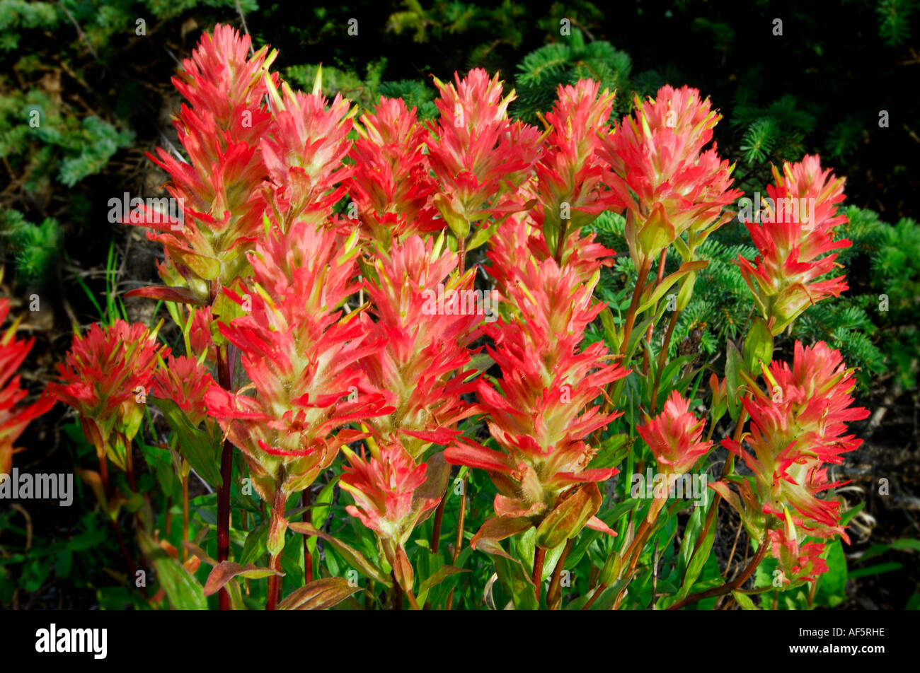 Indian paintbrush growing wild hi-res stock photography and images - Alamy