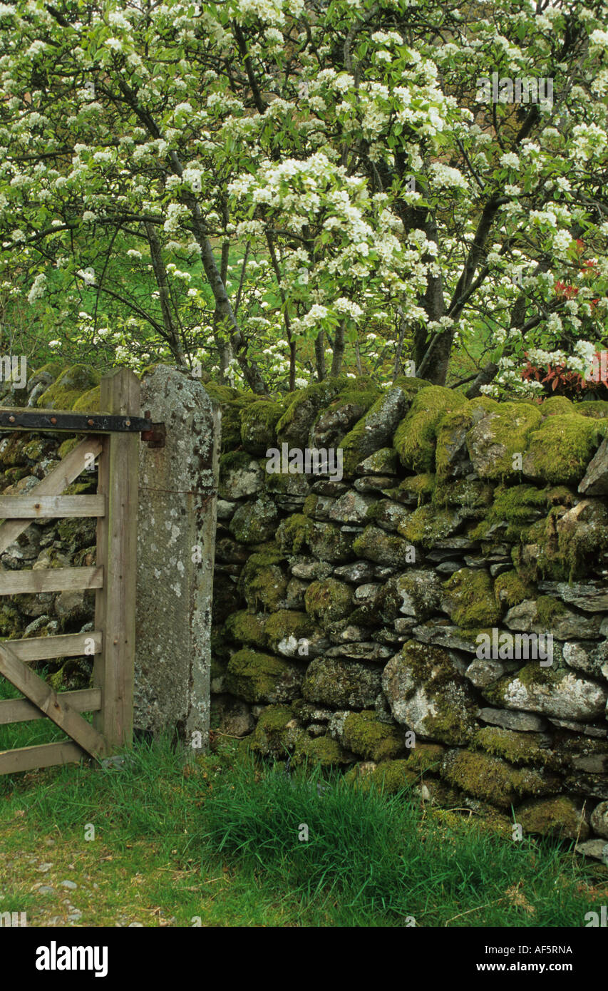 Grasmere spring flowers hi-res stock photography and images - Alamy