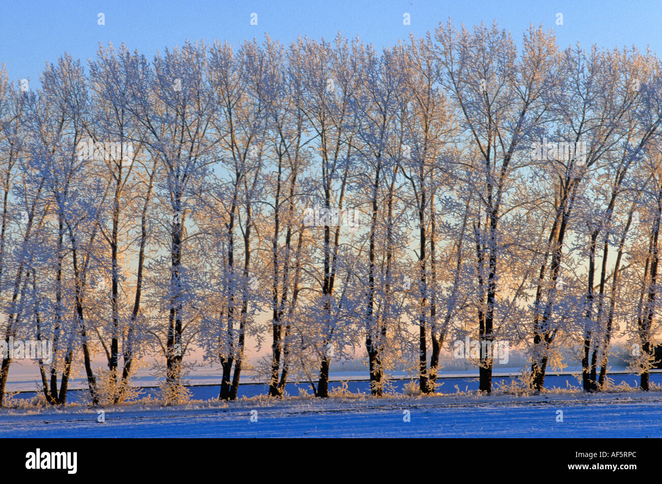 A line of frosted trees in rural Alberta Canada Stock Photo - Alamy