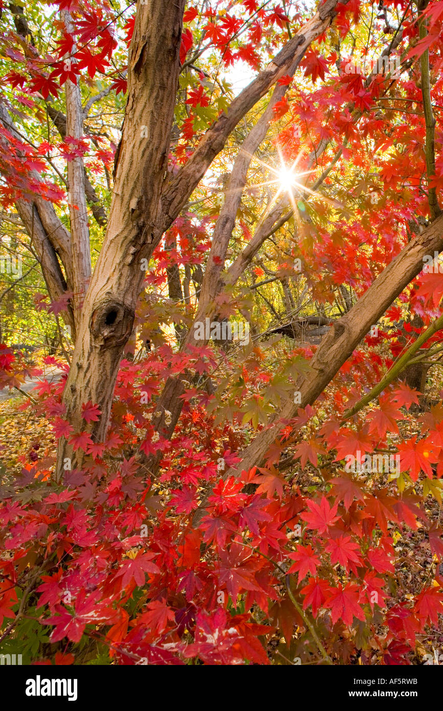 Japanese red maple Stock Photo - Alamy