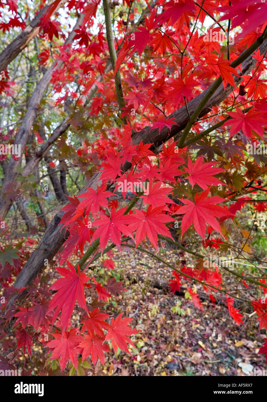 Japanese red maple Stock Photo - Alamy
