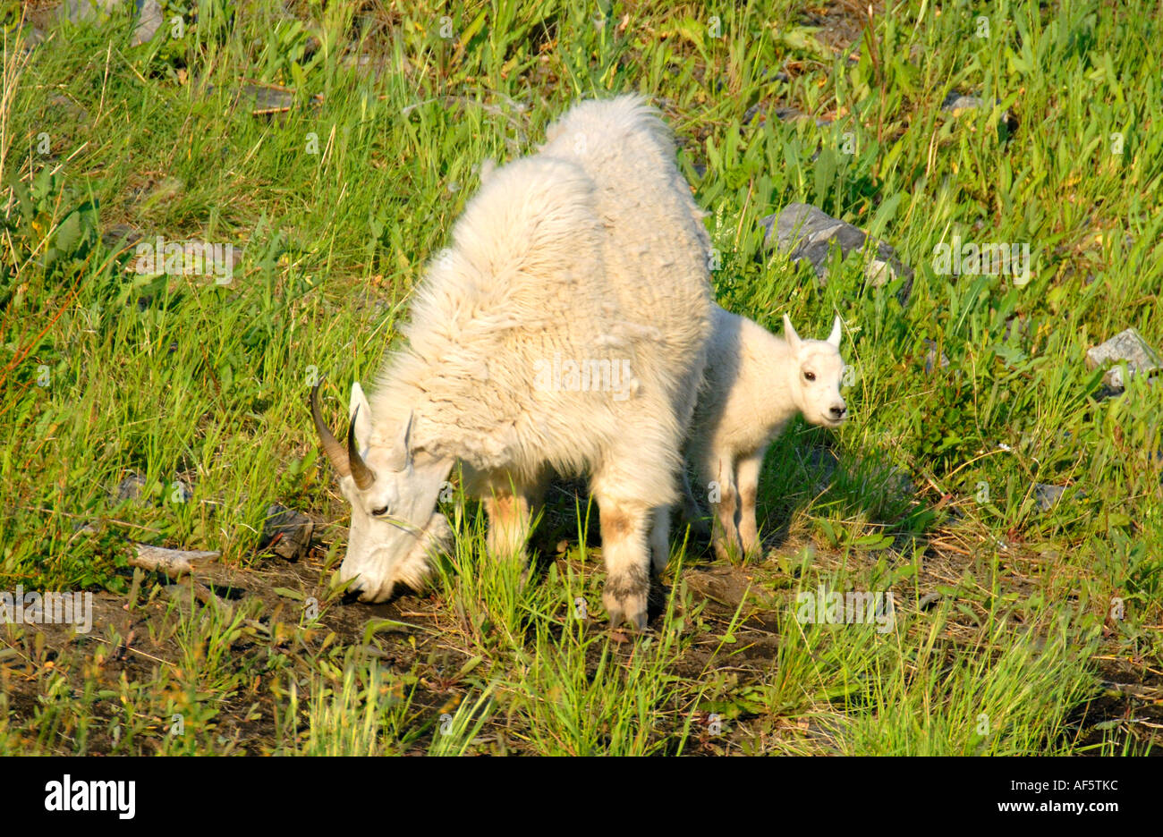 A mother and a baby Mountain Goat Stock Photo - Alamy