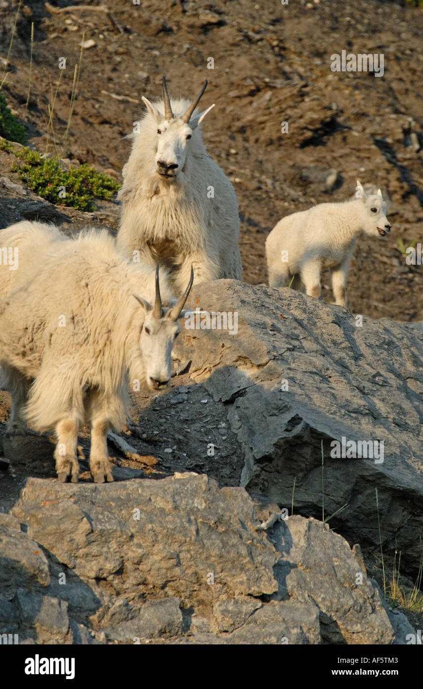 Group Canadian Goats High Resolution Stock Photography and Images - Alamy
