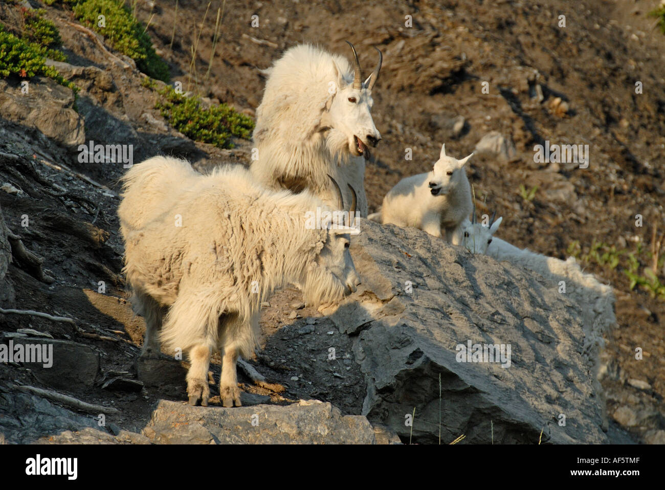 Group Canadian Goats High Resolution Stock Photography and Images - Alamy