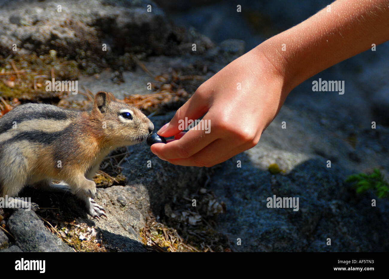 Offering a berry Stock Photo - Alamy