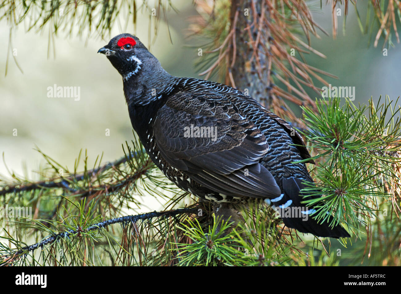 Red grouse in natural habitat hi-res stock photography and images - Alamy
