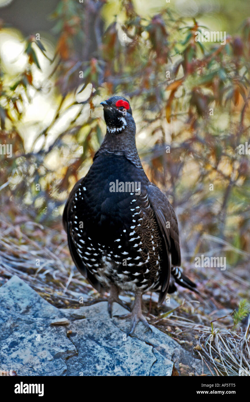 Spruce Grouse portrait Stock Photo - Alamy