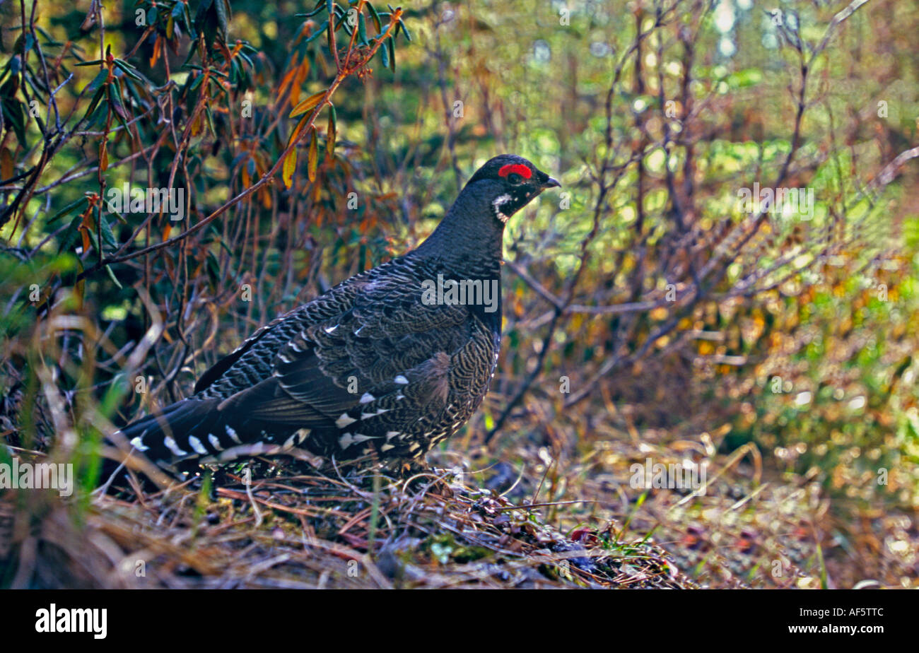 Spruce grouse dendragapus canadensis hi-res stock photography and ...