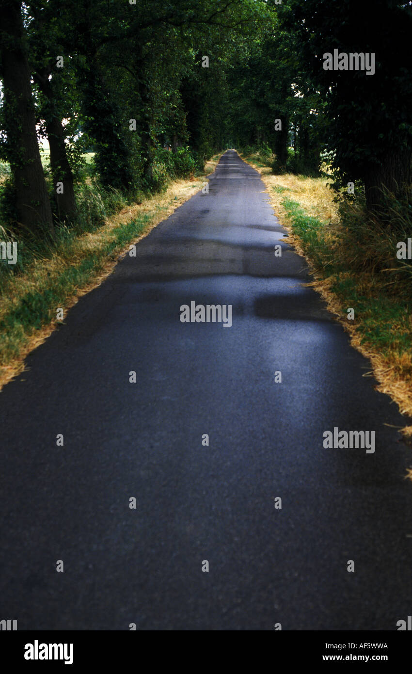 Poplar lined road hi-res stock photography and images - Alamy