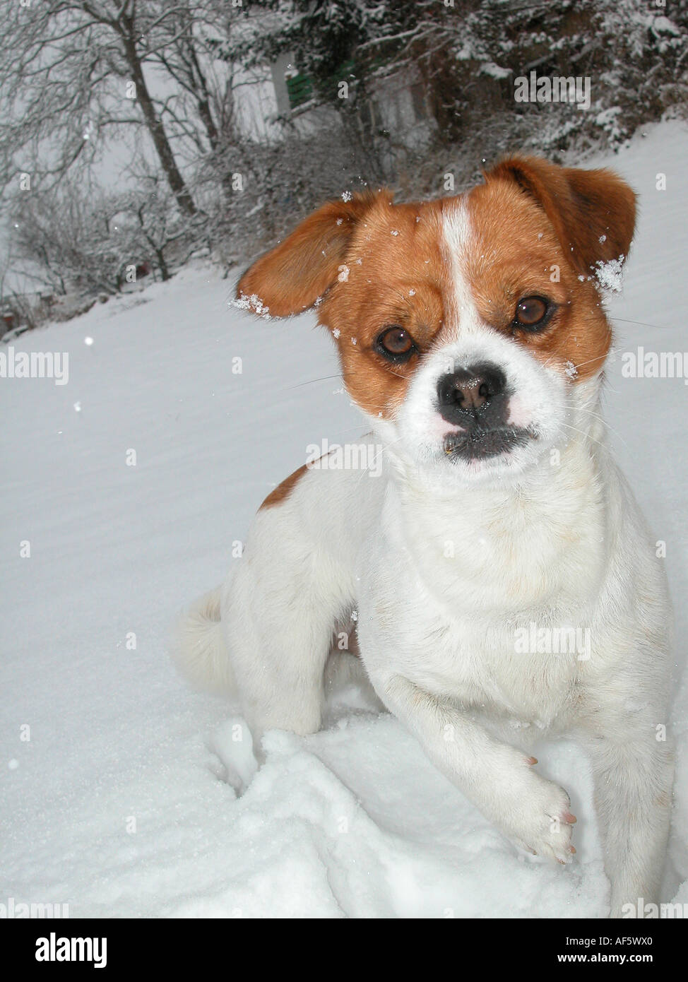 winter dog face snow vertical Stock Photo - Alamy
