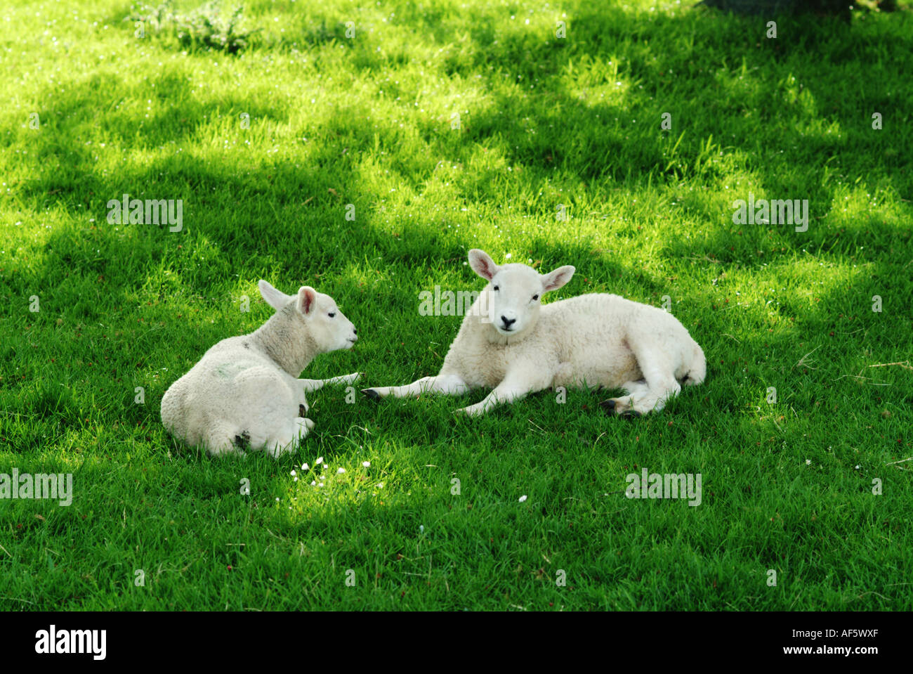 New seasons lamb hi-res stock photography and images - Alamy