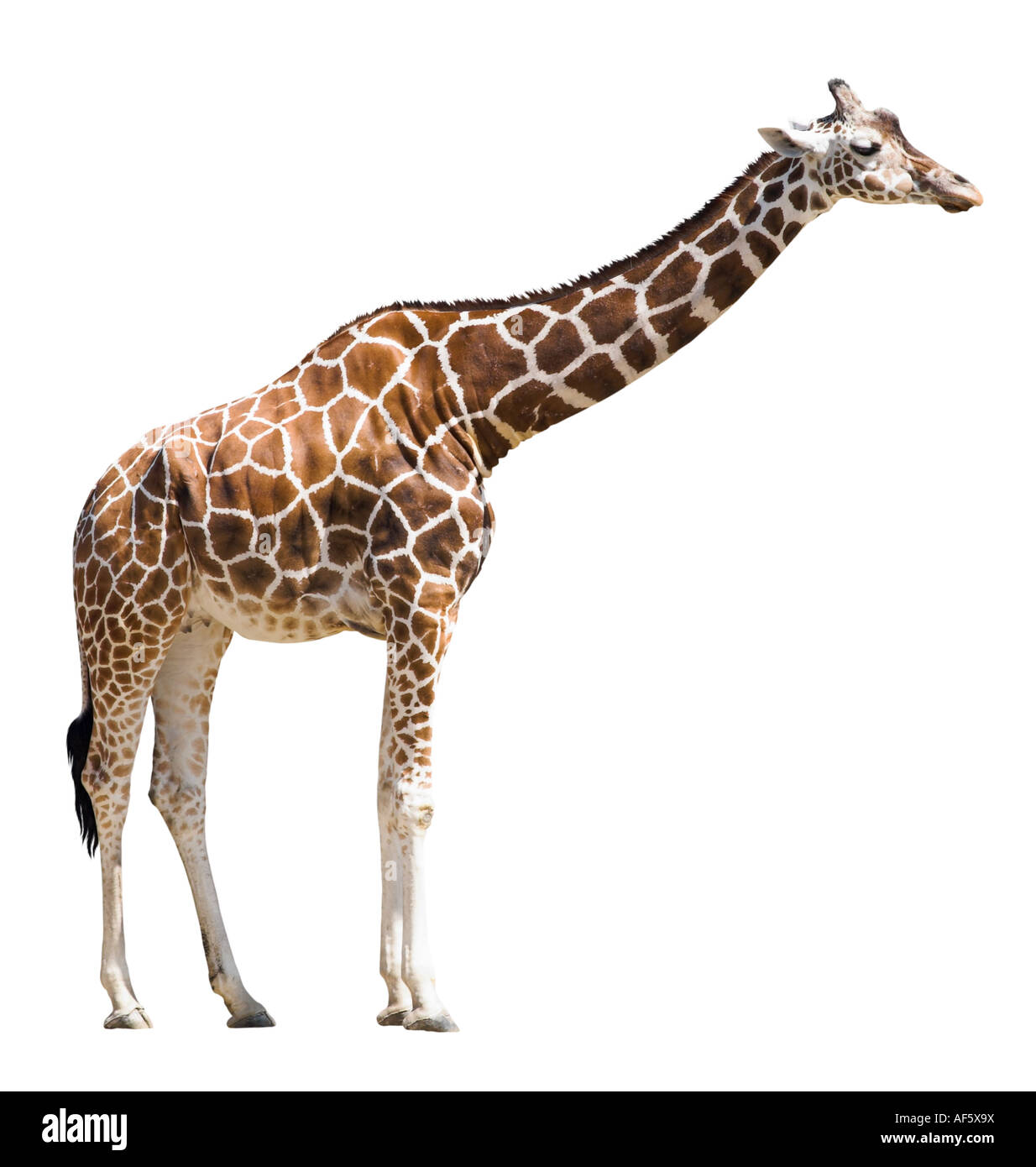 The female of the species Cut Out Stock Images & Pictures - Alamy