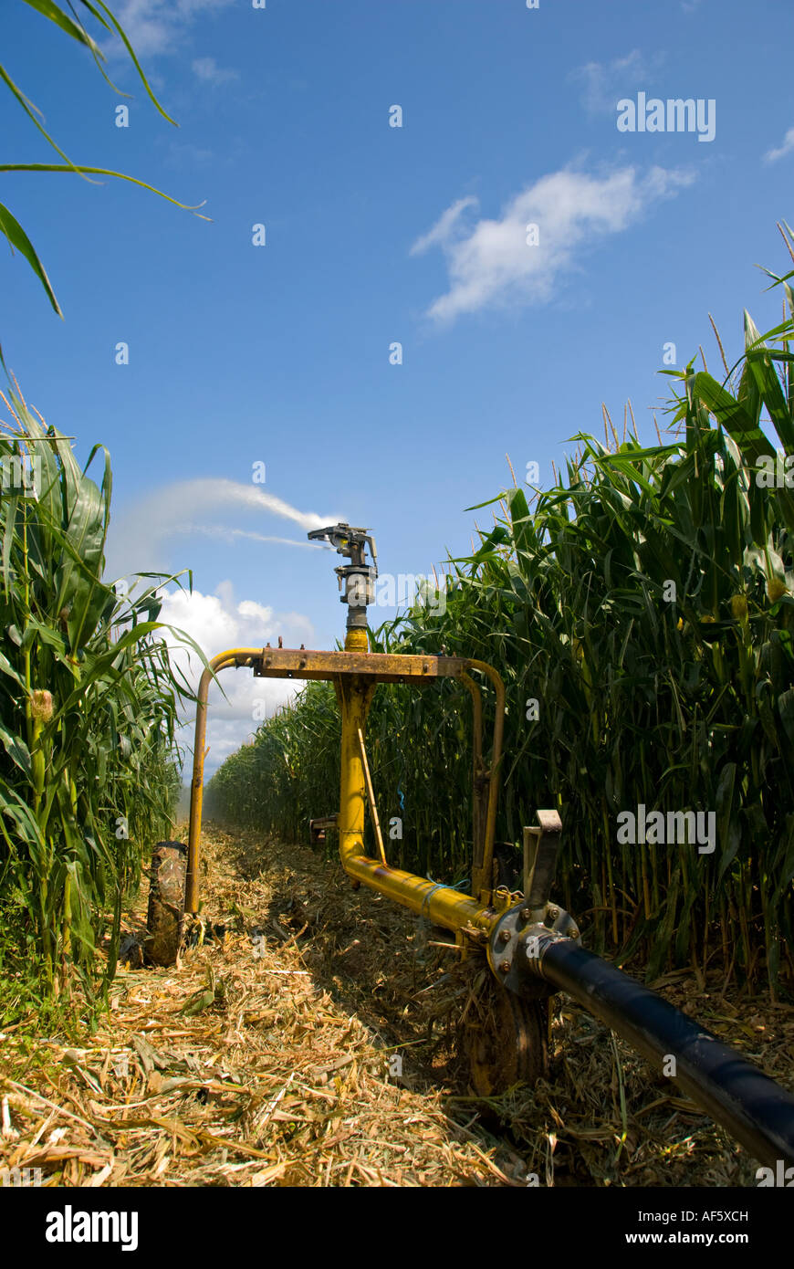 Irrigation of maize field in Charente France Stock Photo - Alamy