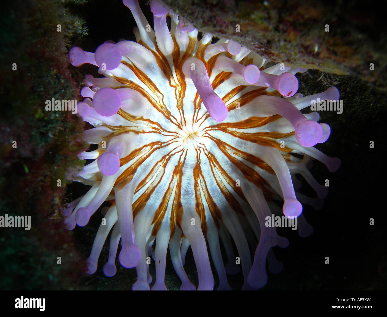 Acuatic hi-res stock photography and images - Alamy