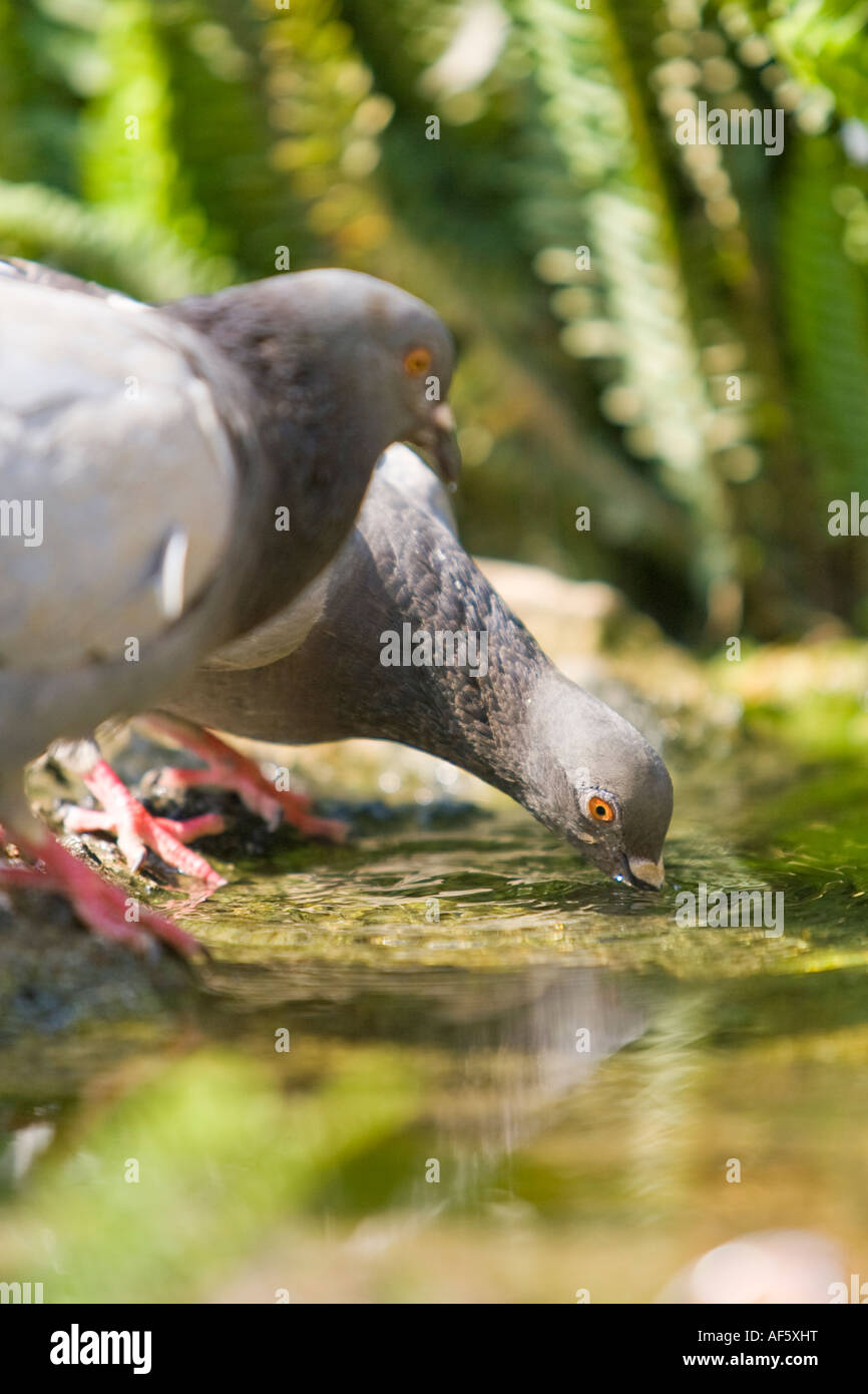 pigeons drinking water Stock Photo - Alamy