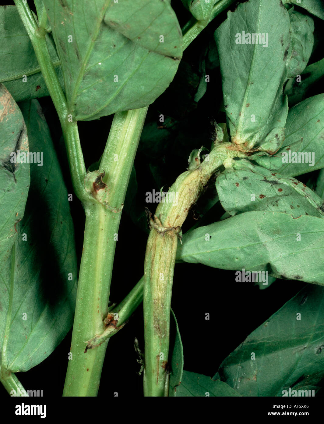 Swollen stem in field vicia bean caused by stem nemade Ditylencus ...