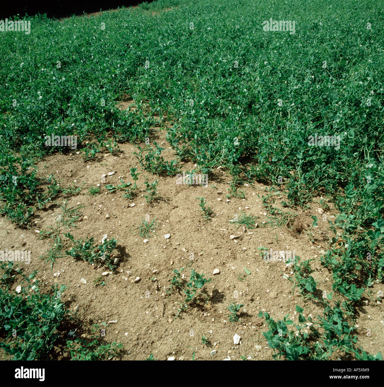 Damping off disease hi-res stock photography and images - Alamy