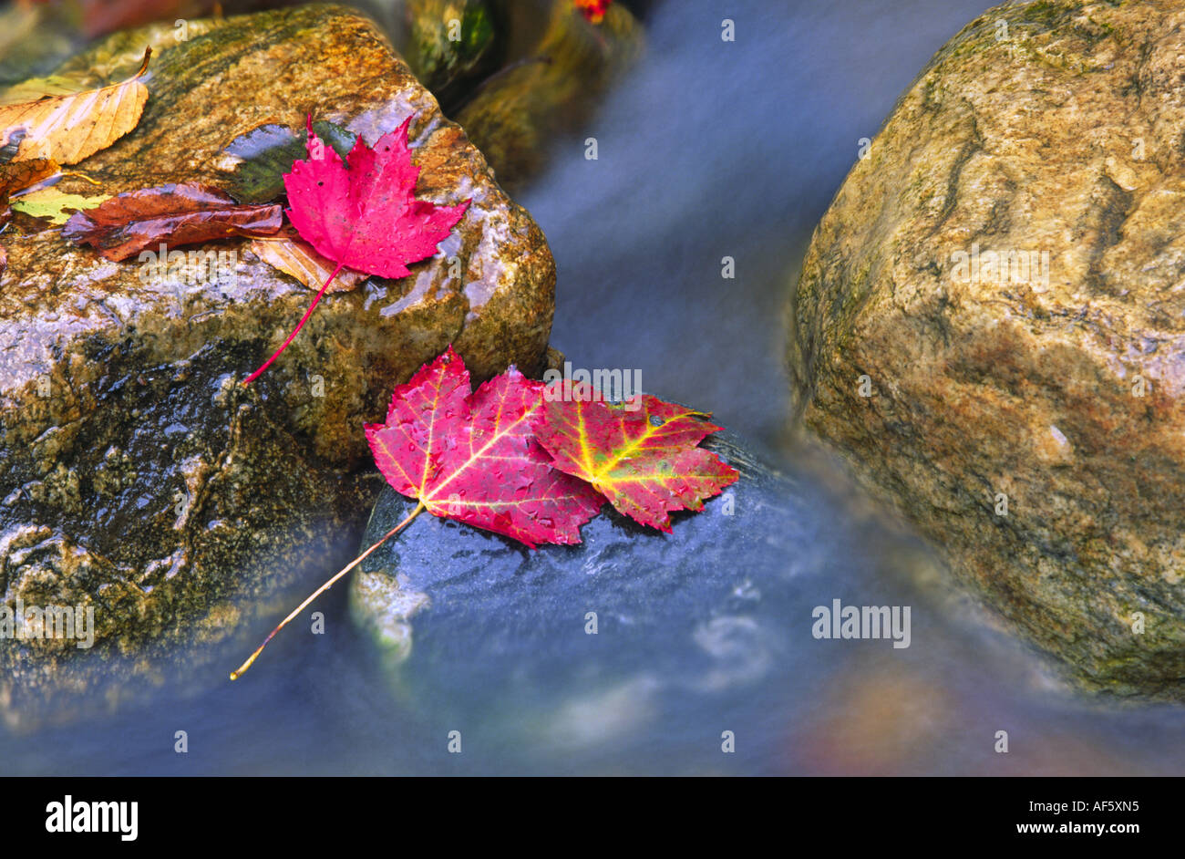 three maple leaves in a stream Stock Photo - Alamy