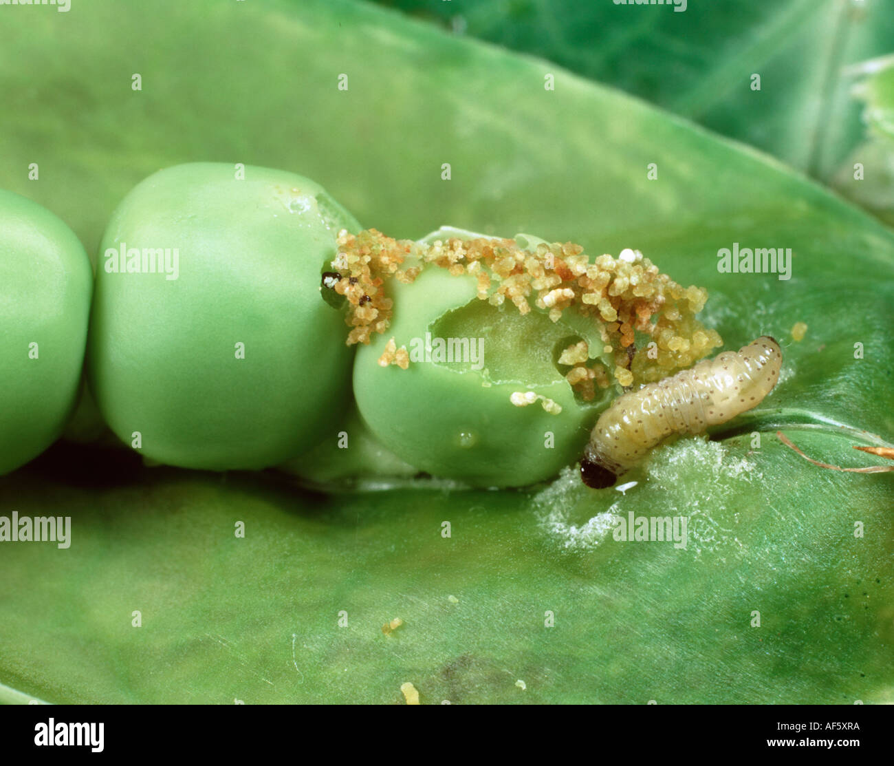 Pea Moth Caterpillar High Resolution Stock Photography and Images - Alamy