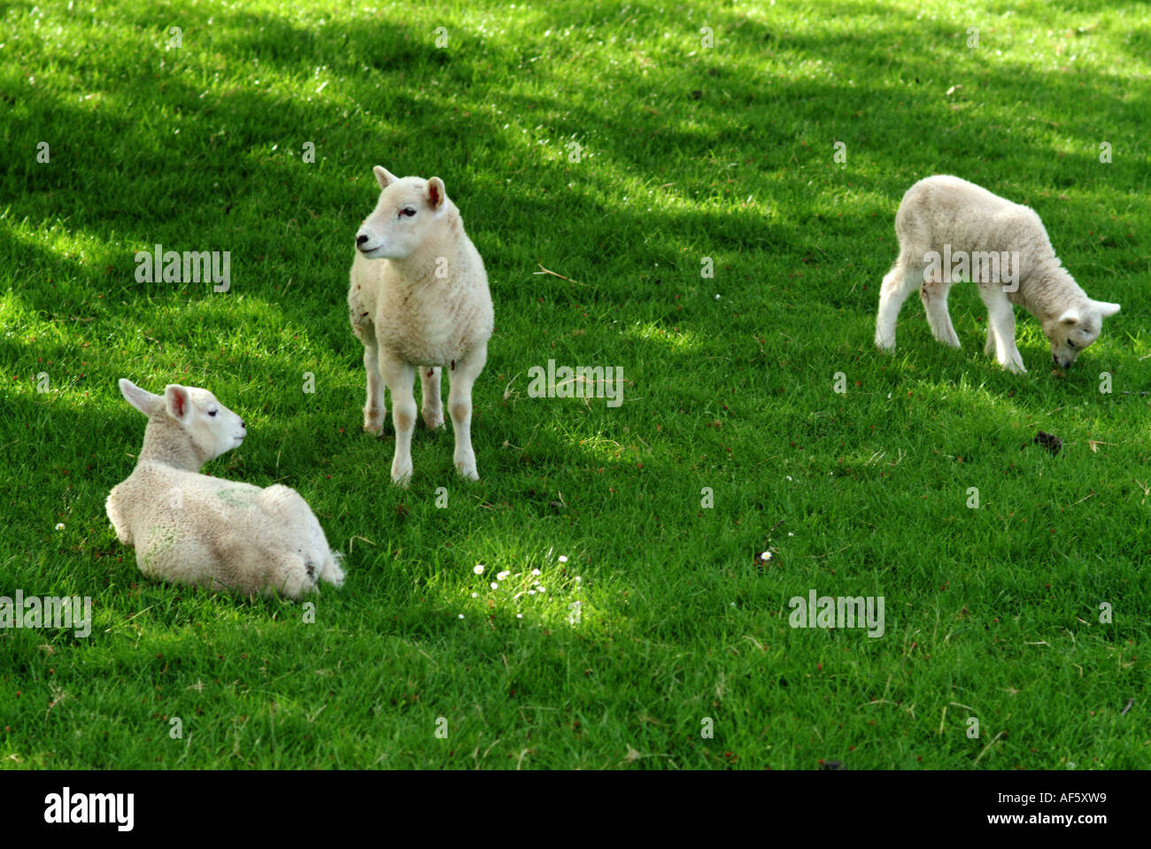 Uk breed breeding spring hi-res stock photography and images - Alamy
