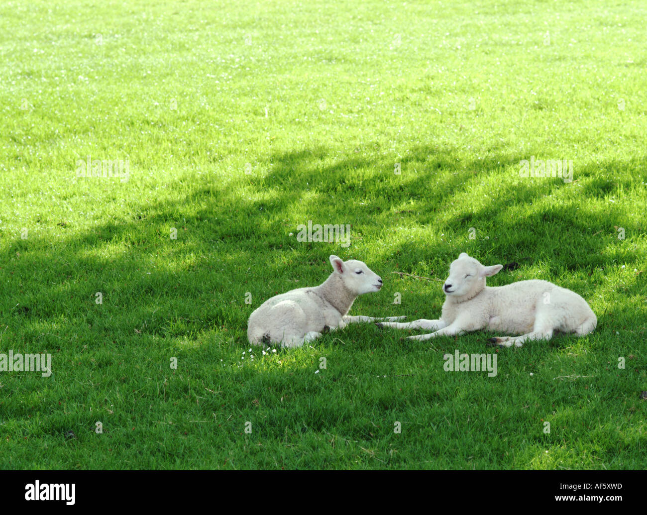New seasons lamb hi-res stock photography and images - Alamy