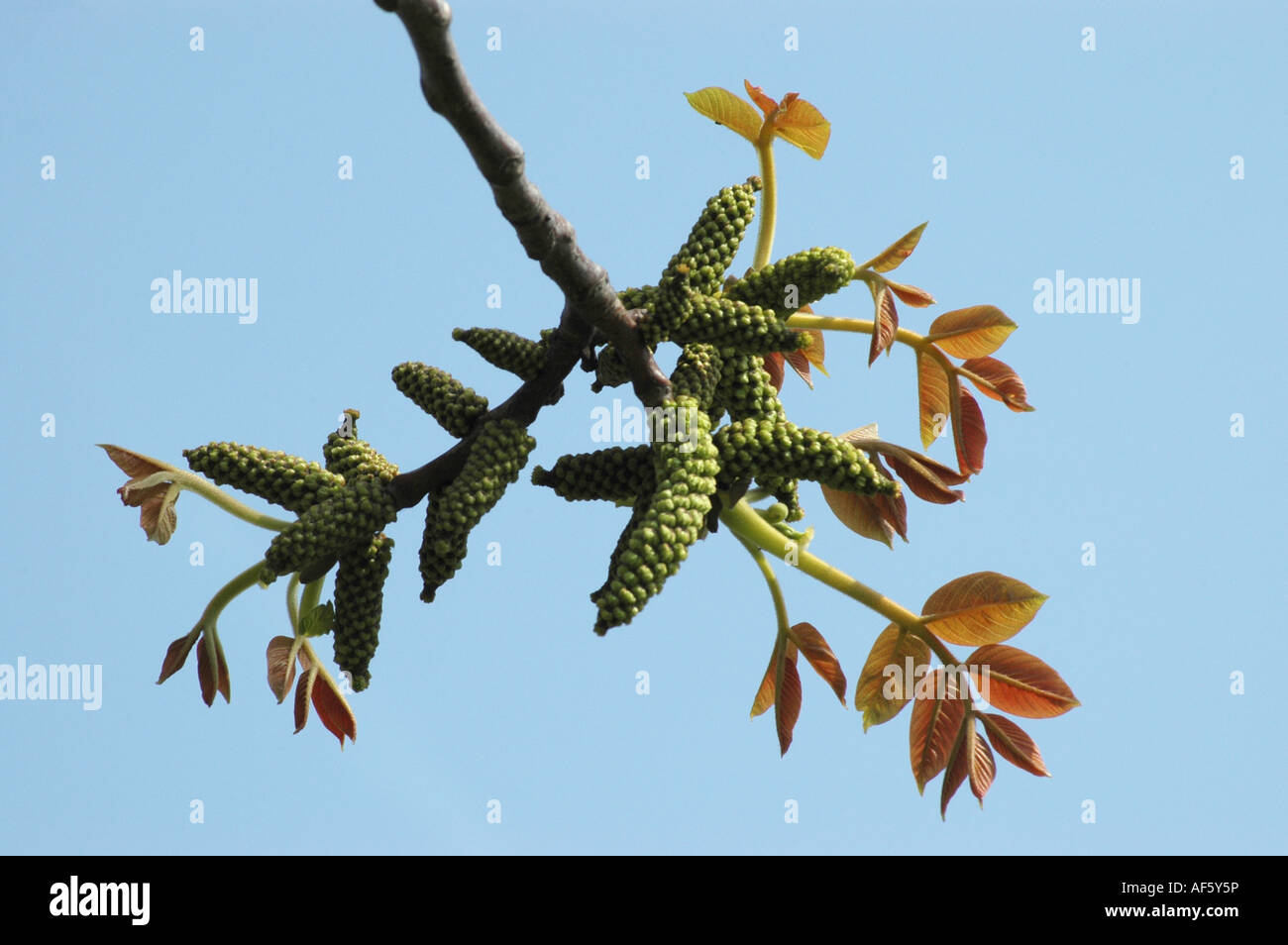 detail of beech branch with new-born coloured leaves and inflorescence ...