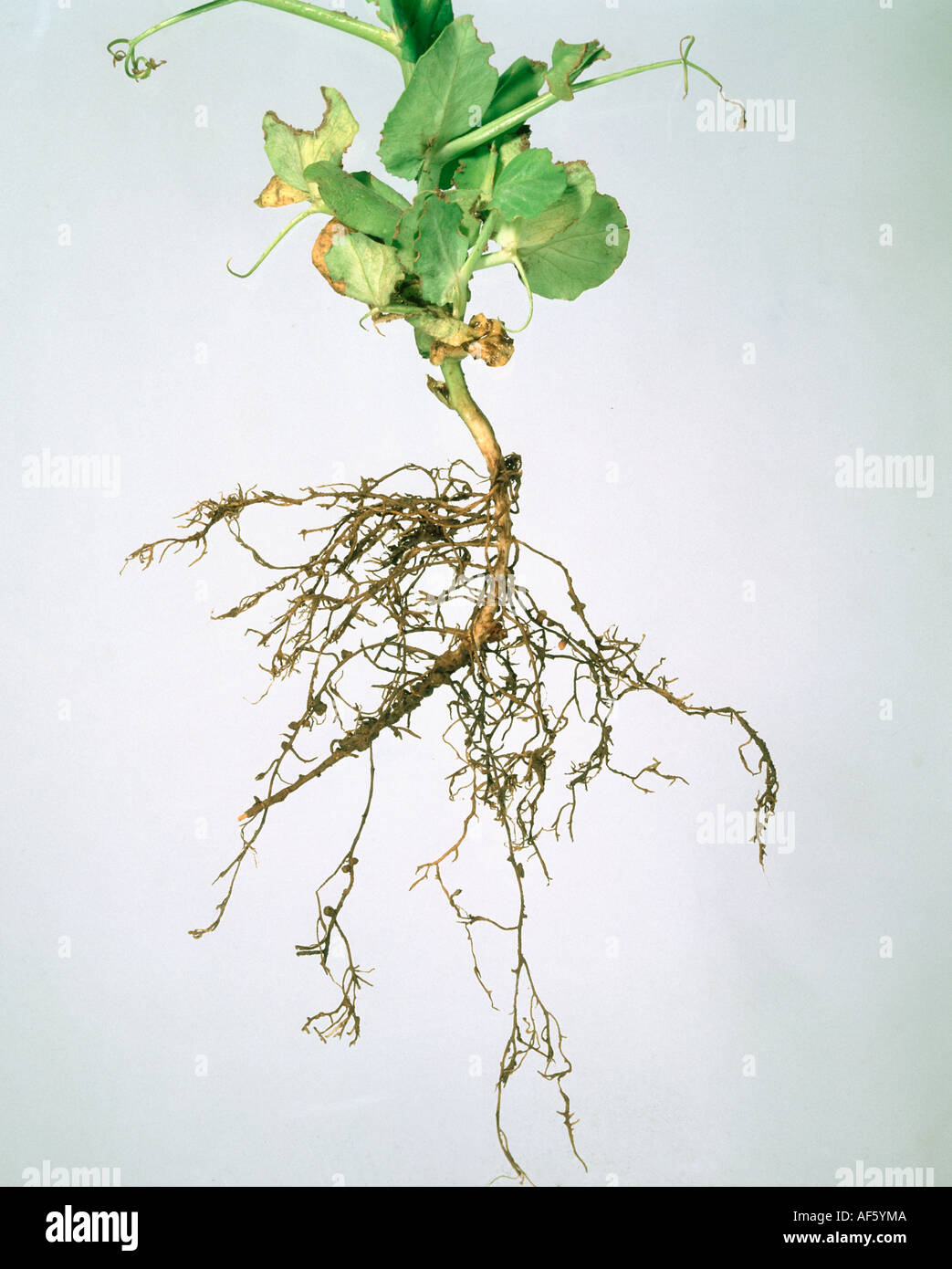 Stubby root nematode Trichodorus or Pratylenchus damage to pea roots ...