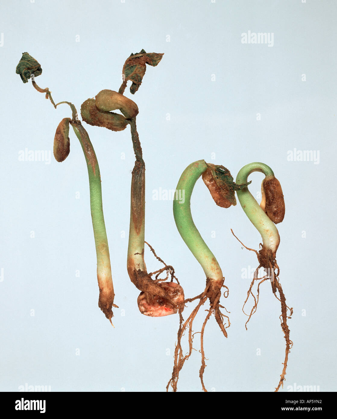 Pythium hi-res stock photography and images - Alamy