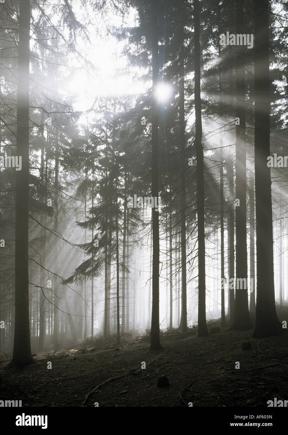 Ground fog in the forest Stock Photo - Alamy