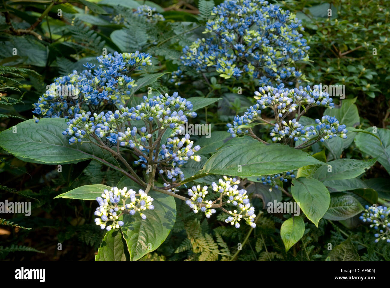 Dichroa hi-res stock photography and images - Alamy