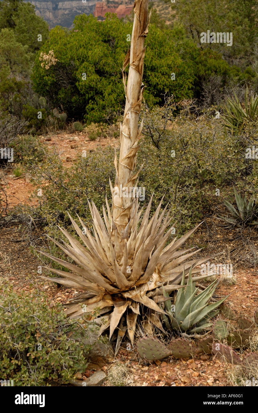 Agave parryi century plant hi-res stock photography and images - Alamy