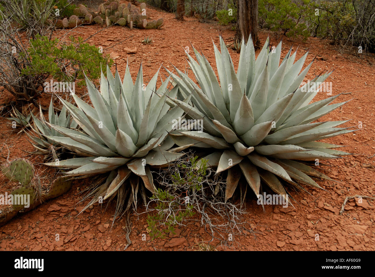 Agave, Century Plants, Agave parryi, Coconino National Forest, Arizona ...