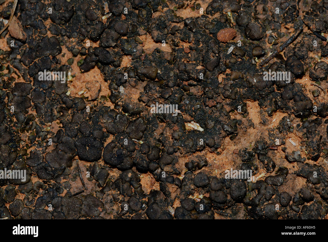 Soil crust hi-res stock photography and images - Alamy