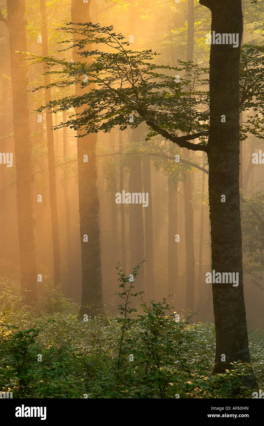 árbol de niebla hi-res stock photography and images - Alamy